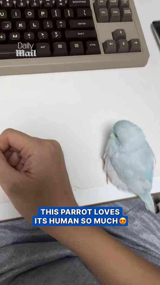 Parrot cuddles up close in sweet bonding moment