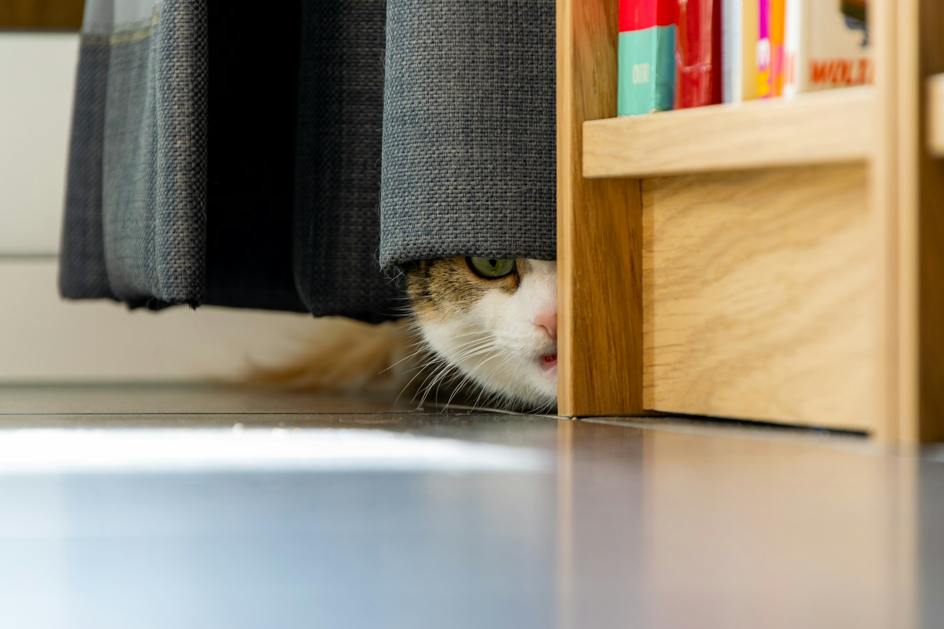 10 signs your cat is secretly sick (they hide it well)
