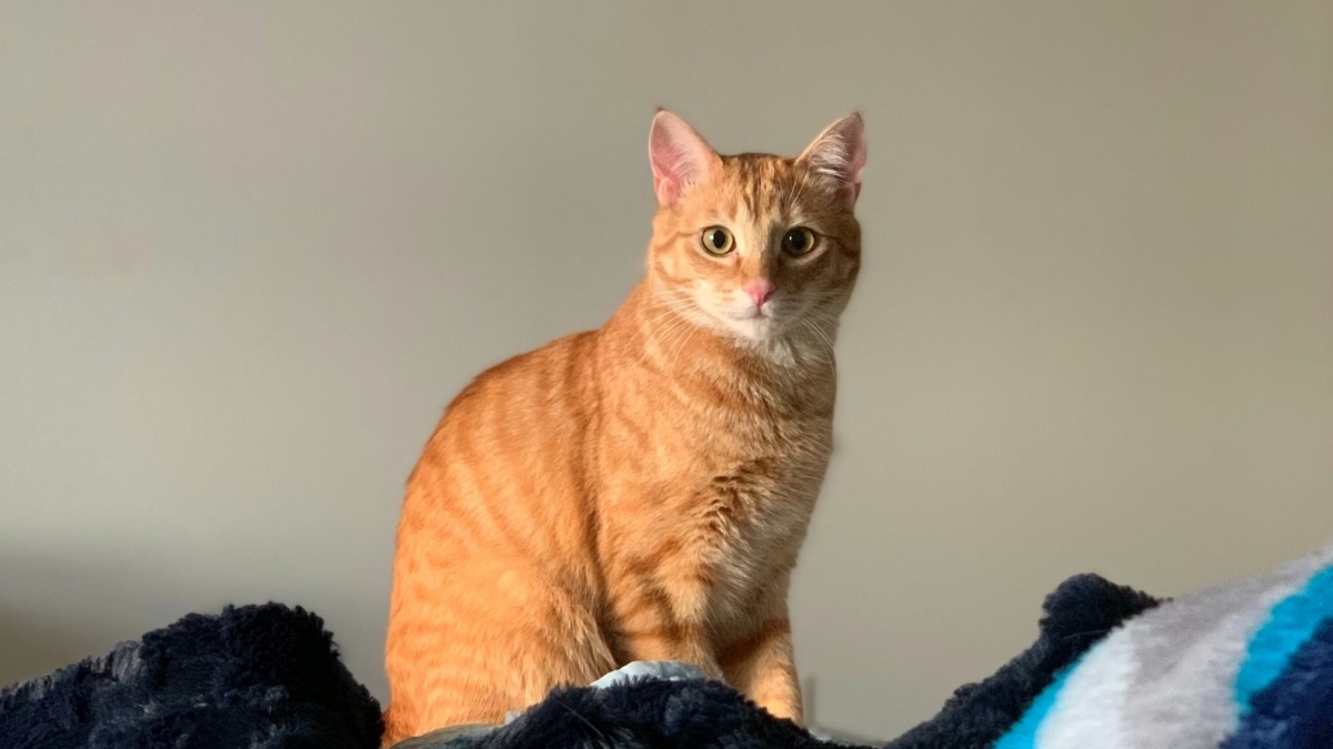 Why do orange cats have such peculiar personalities?
