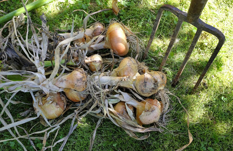 When do you harvest onions? Here's what to look for