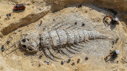 Des scientifiques ont découvert un monstre vieux de 506 millions d ...