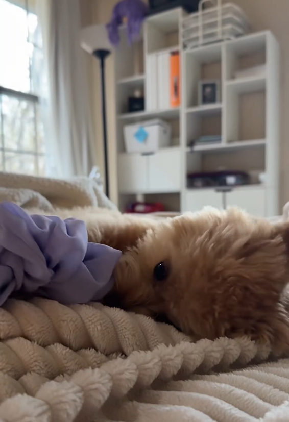 A morning routine with a playful Pomapoo and his everyday habits