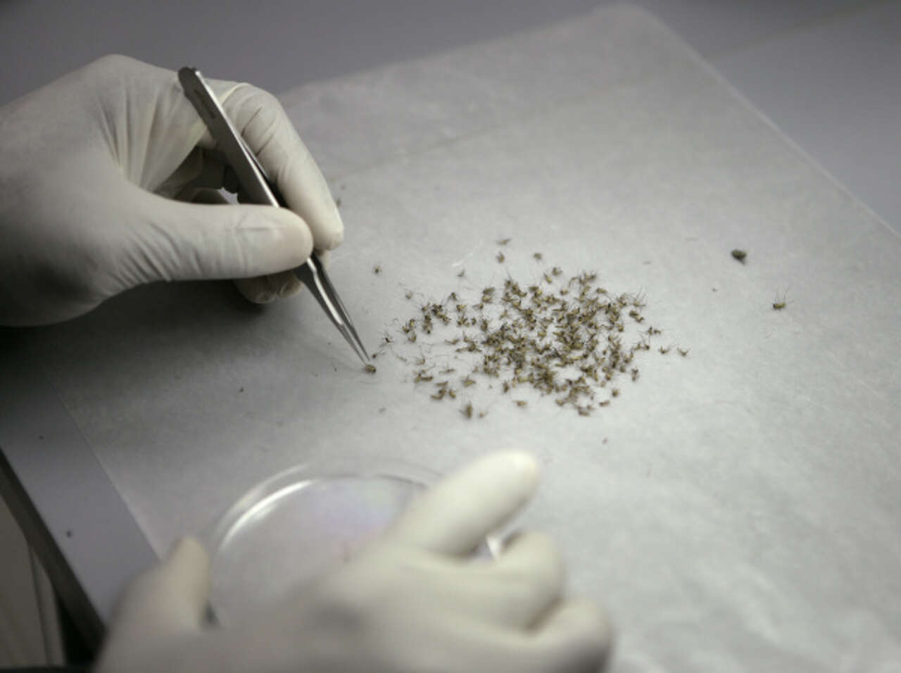 West Nile-positive mosquitoes found in Fort Worth, Grand Prairie. Here ...