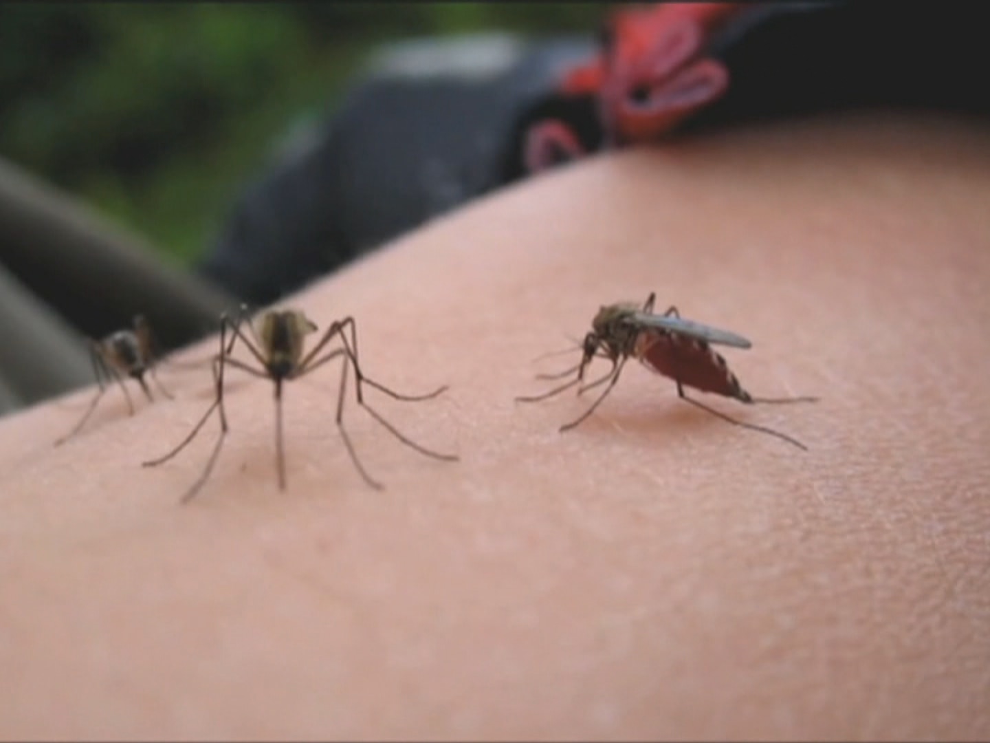 Saint-David-de-Falardeau s’attaque aux insectes piqueurs