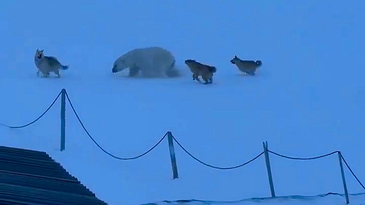 Four dogs chase off polar bear threatening Arctic research station