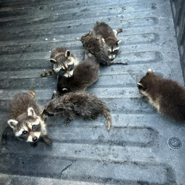 Photos: 8 sweet baby raccoons rescued at Ohio park