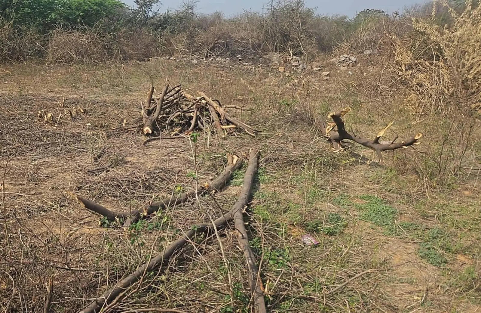 Forest dept targets officer for RTI disclosure amid illegal tree ...