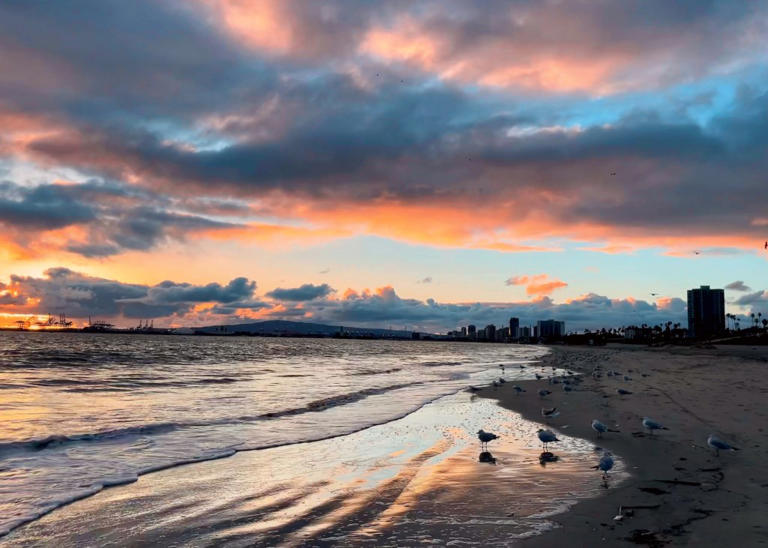 Waves of dead birds are washing up on California beaches in mystery ...