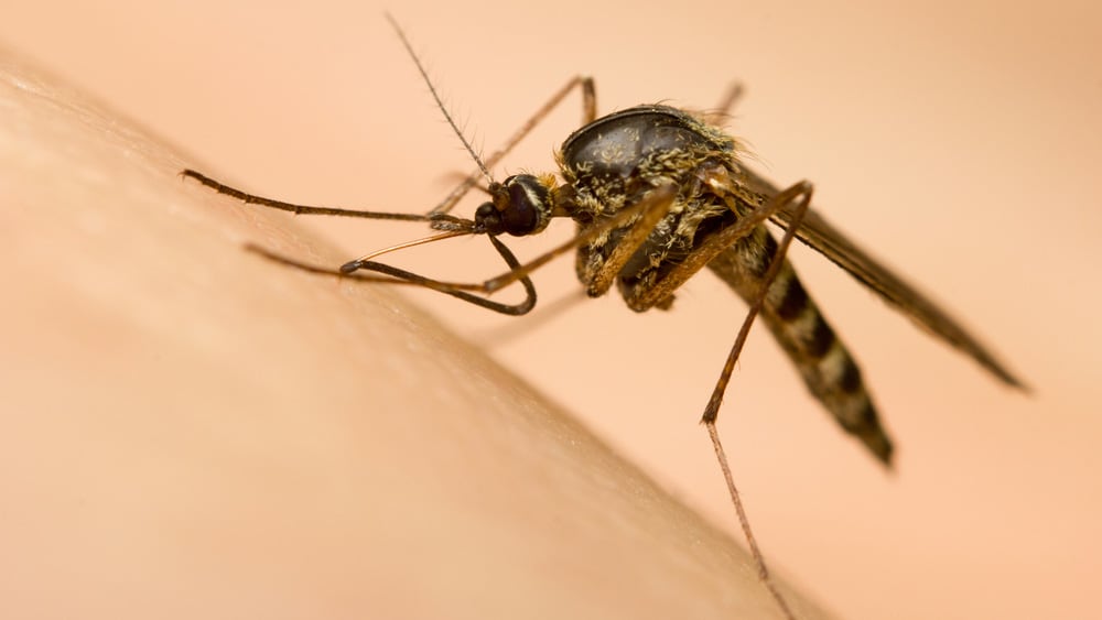 Winnipeg begins mosquito larviciding program