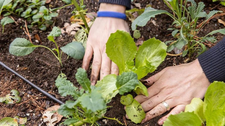 May 23: Jefferson County Garden Club plant sale