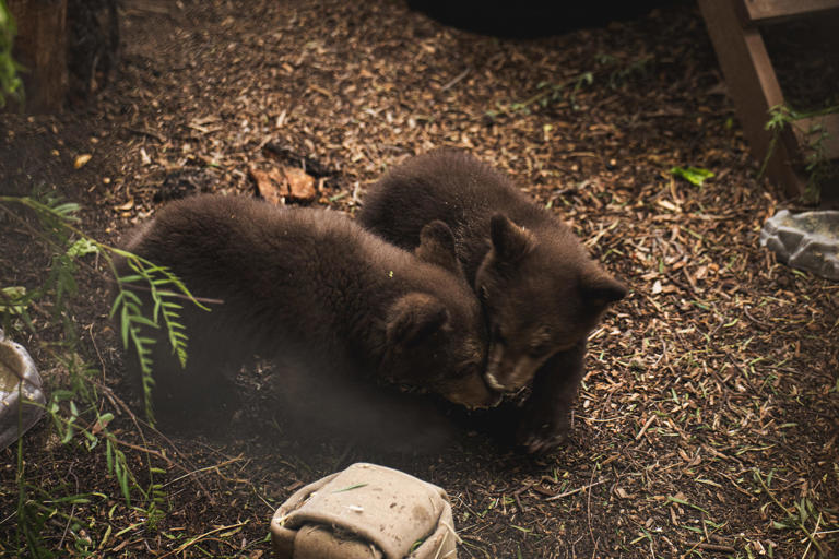 Orphaned California bear cubs hit a milestone. What happens next?