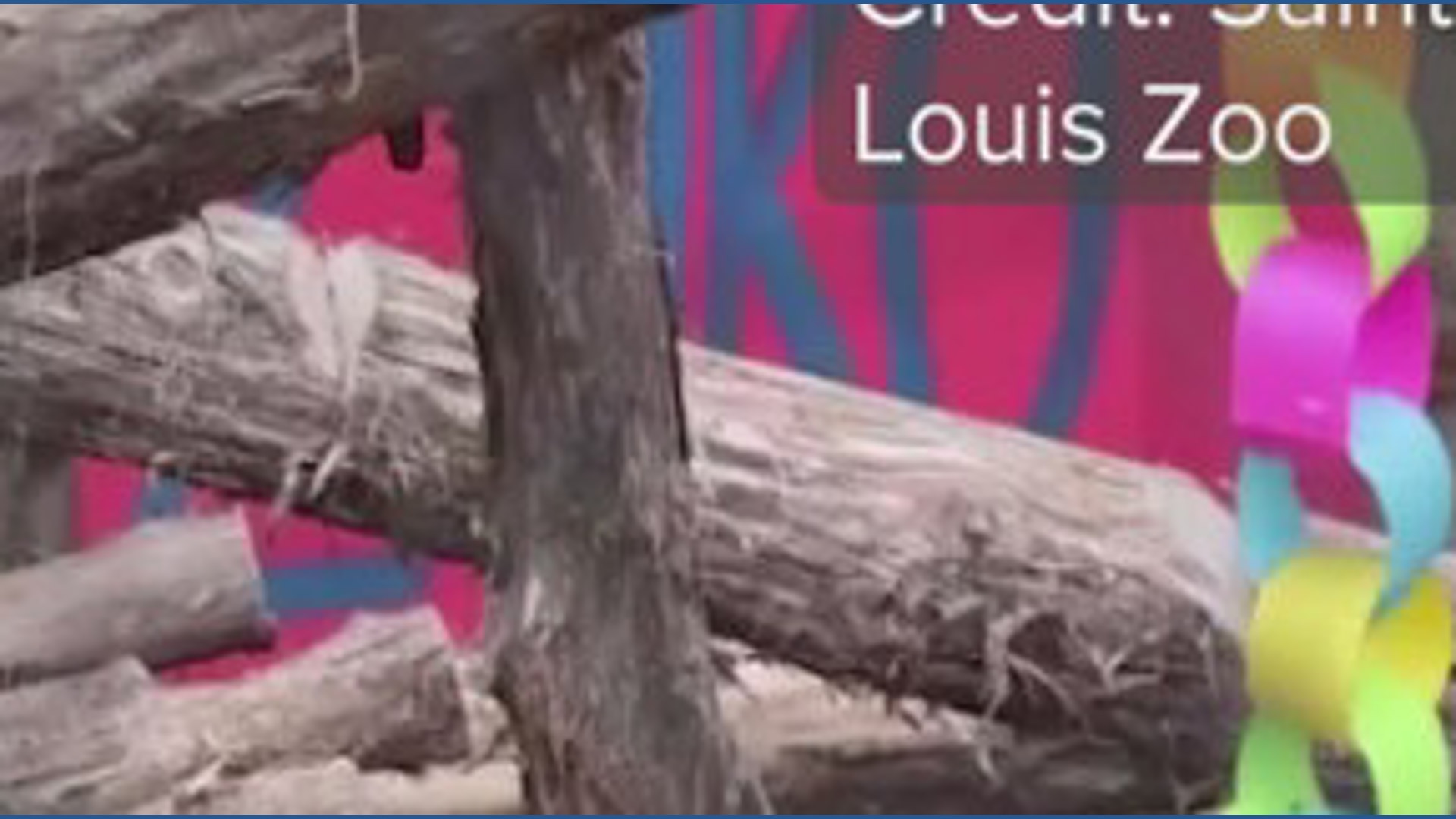 Zuko makes Saint Louis Zoo debut