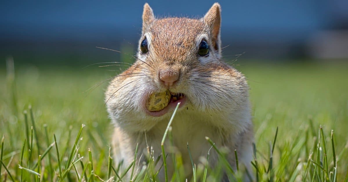 A squirrel attack sent two people to the hospital in California