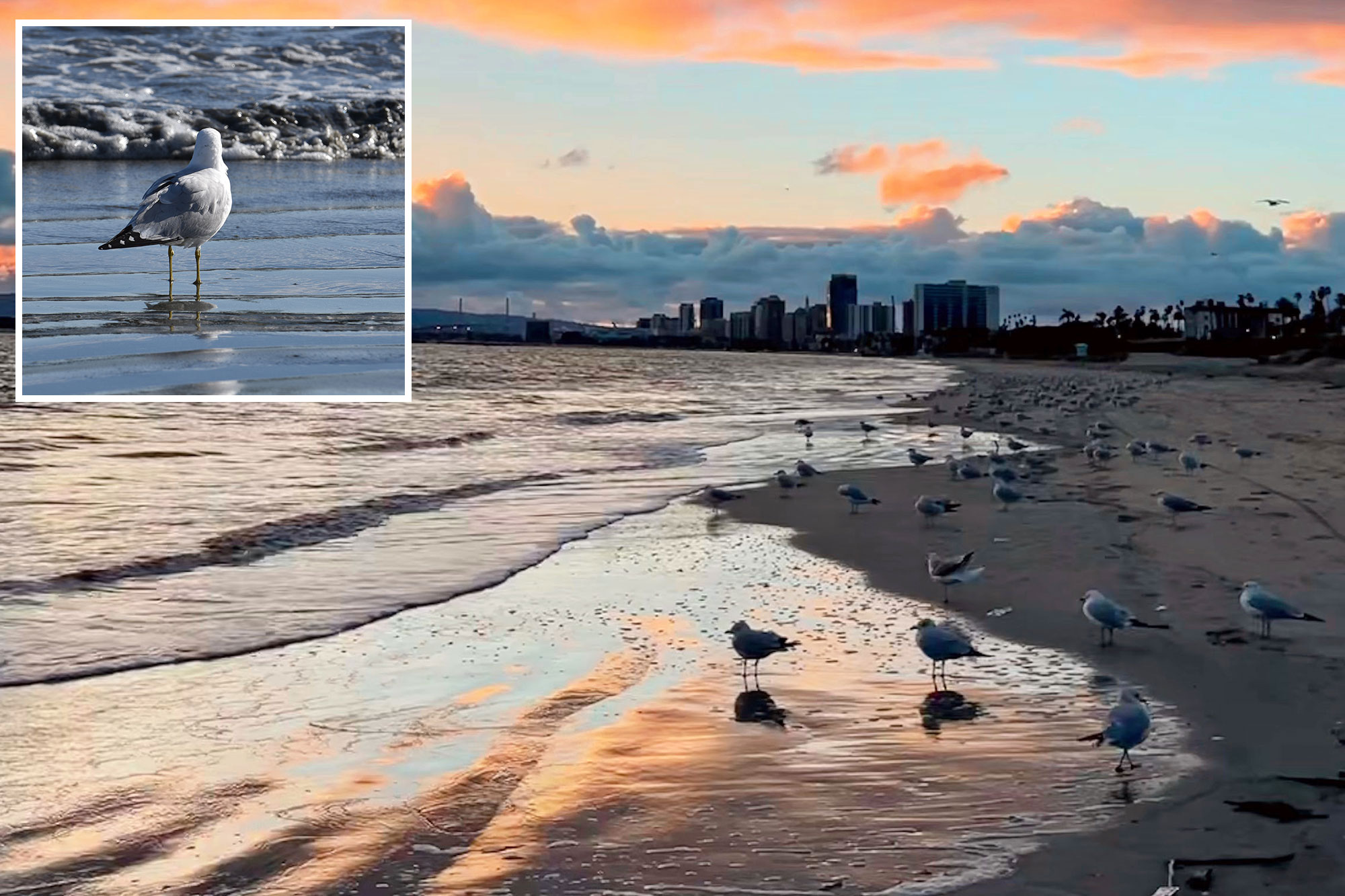 Waves of dead birds are washing up on California beaches in mystery ...