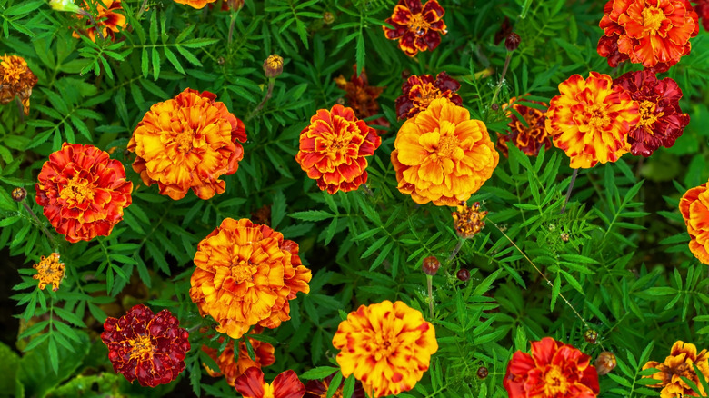 9 flowers to grow from seed that attract beneficial insects to the garden