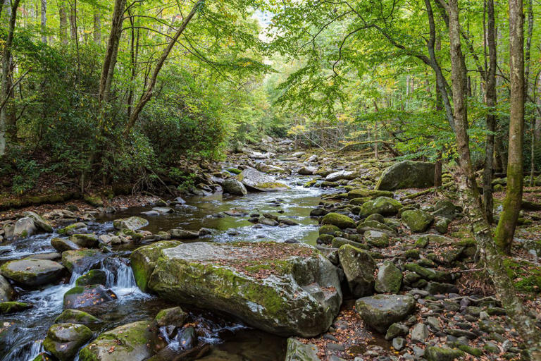 Popular national park closes trails after several 'aggressive' bear ...