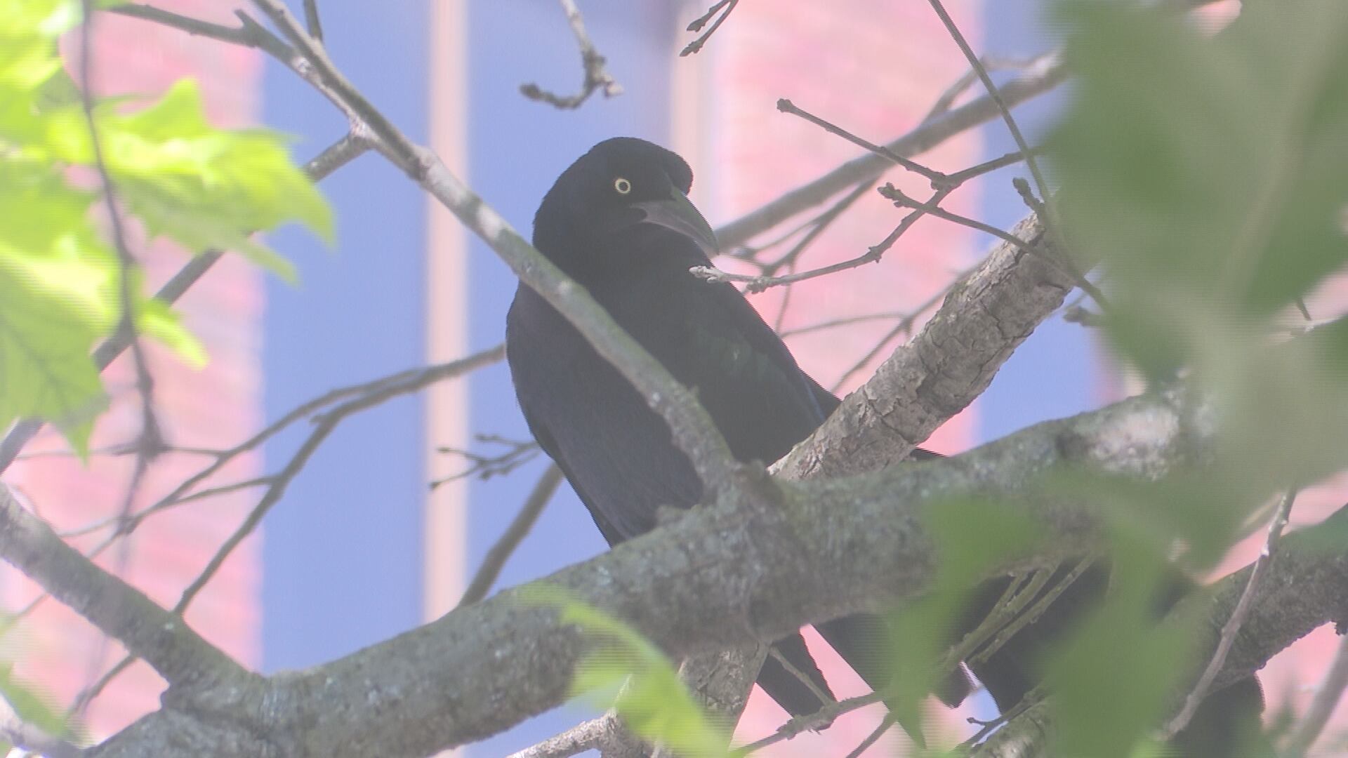 Birds attack multiple pedestrians in downtown Waco, videos go viral