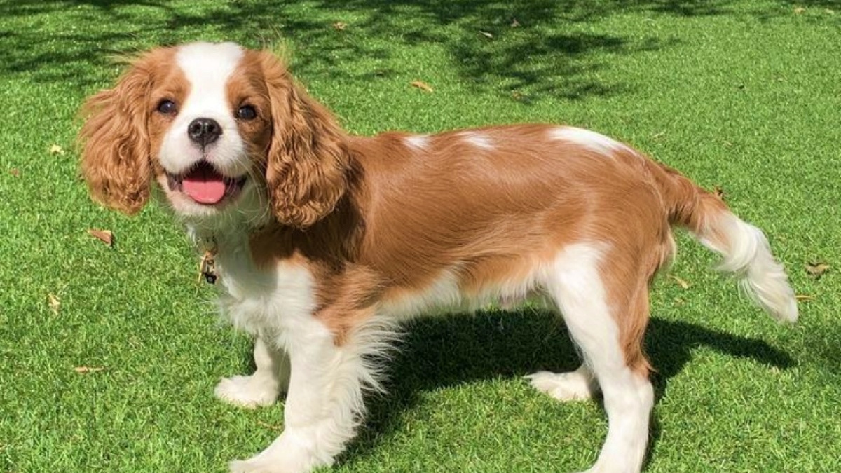 8 calm, low-energy dog breeds that are perfect for small homes and ...