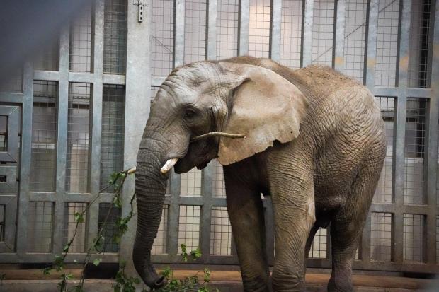 Two young elephants arrive at zoo farm to continue development