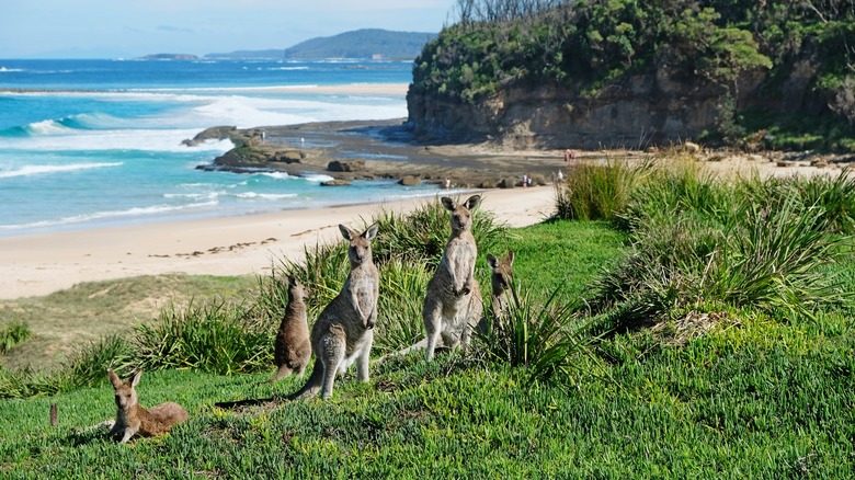 The best beaches in all of Australia, according to visitors