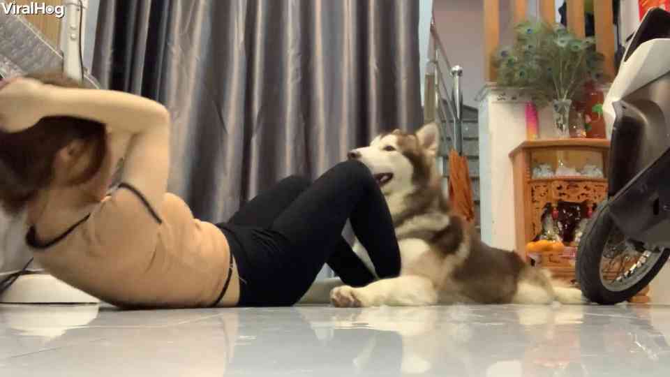 Husky joins owner’s workout and steals the spotlight