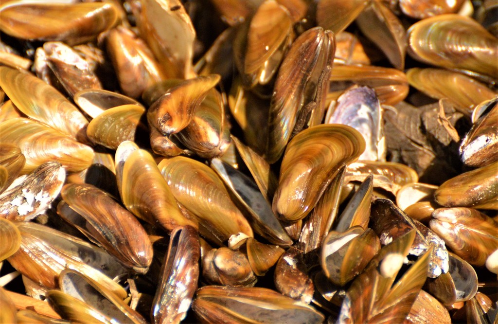 Emergency declared as invasive golden mussels threaten California water ...
