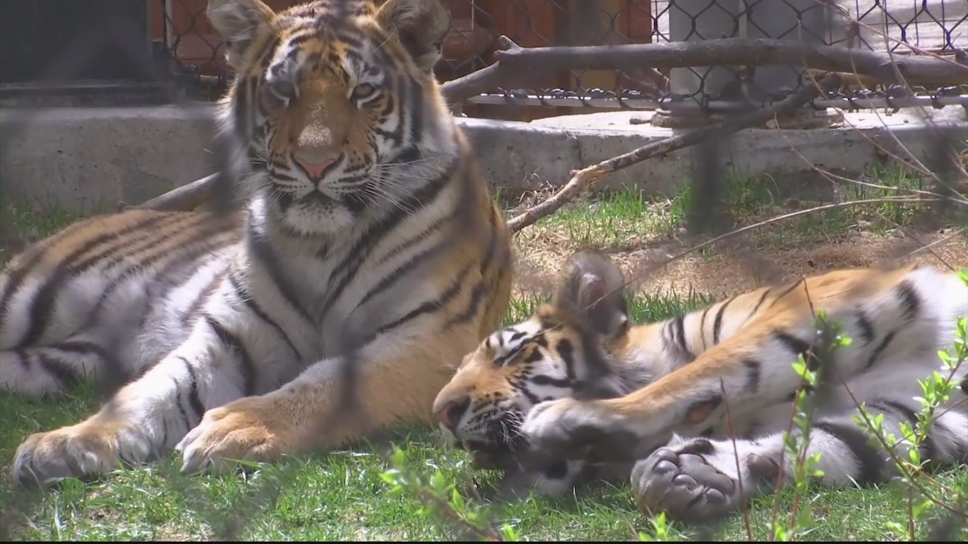 Roosevelt Park Zoo preparing for summer slate