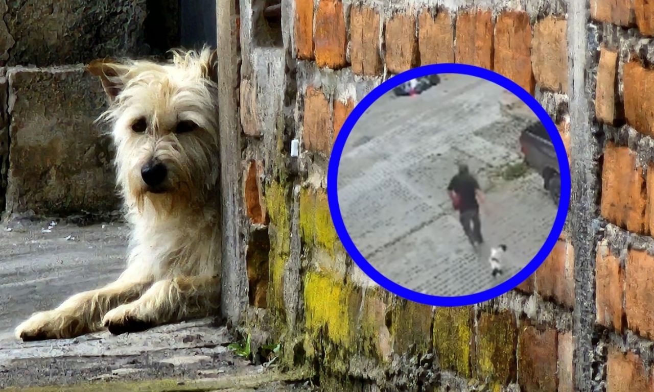 Video viral: captan a hombre dejando a un perro en una esquina para que ...