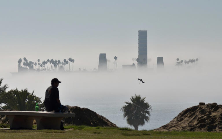 Waves of dead birds are washing up on California beaches in mystery ...