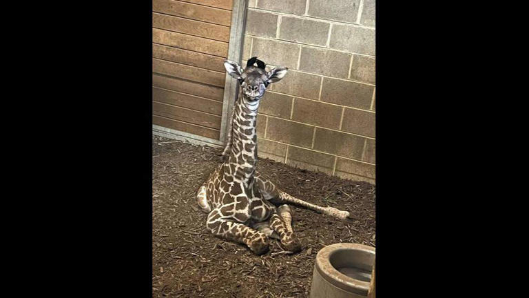 New exhibit in KC Zoo's Africa zone will get you nearly 'nose-to-nose ...