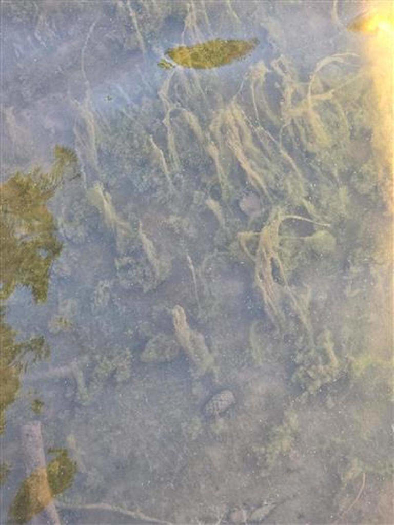 Duke Energy: No toxic algae found at Lake Norman site where state said ...