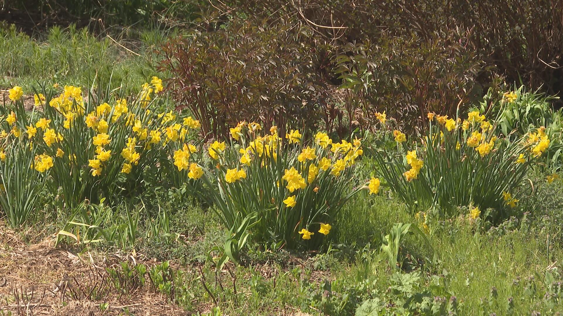 Kentucky dealing with especially bad pollen season this spring