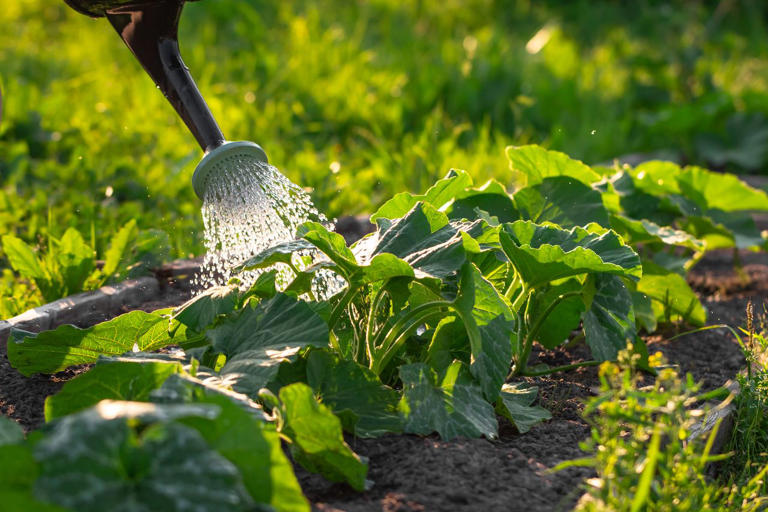 7 reasons why your young zucchini plant has yellow leaves, plus how to ...