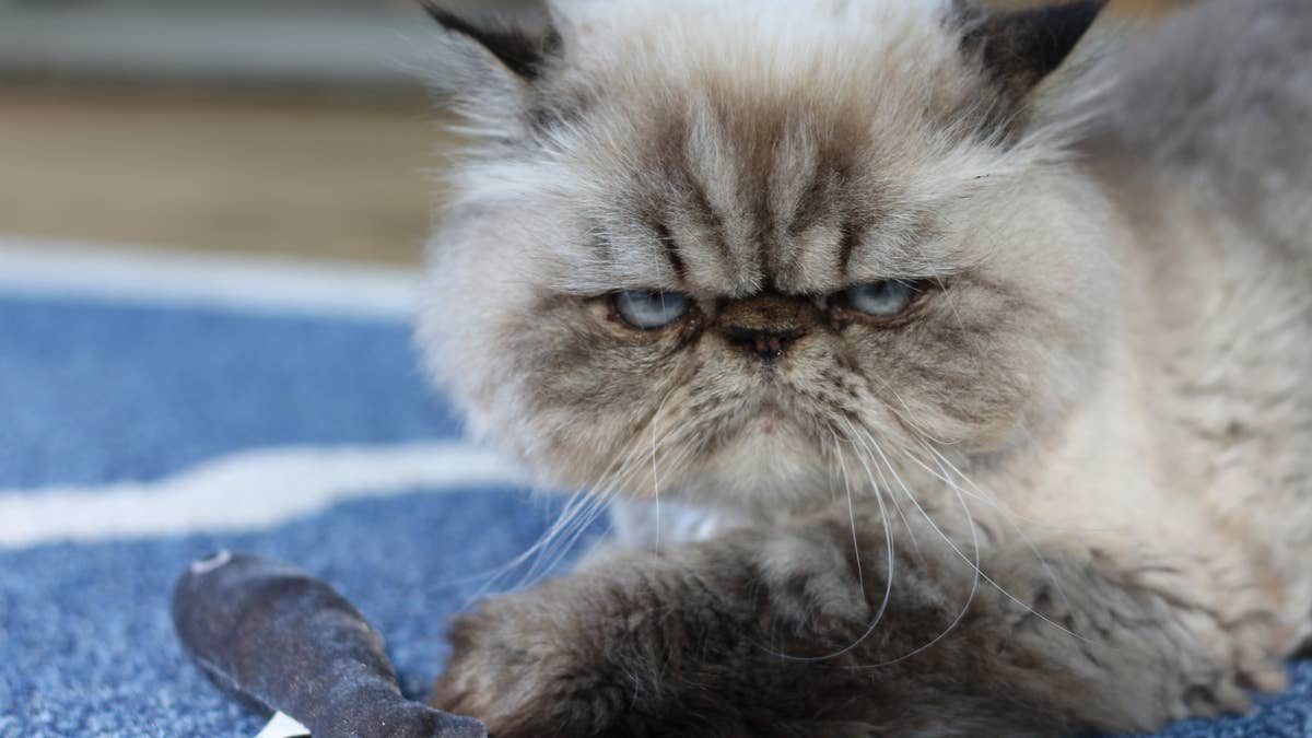 Persian cat with 'human face' sounds like a chicken when going down stairs