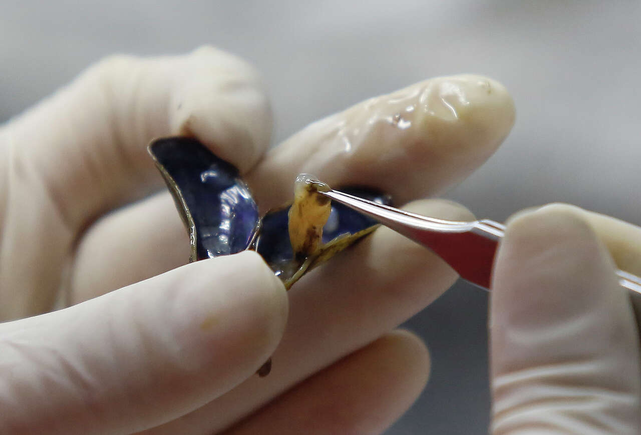 'The infestation is here': Another Calif. county declares emergency ...