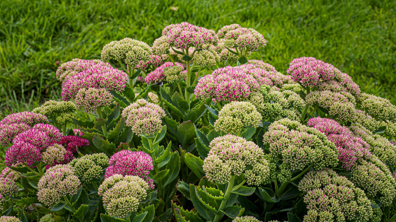 Don't forget the garden task your sedums need in May