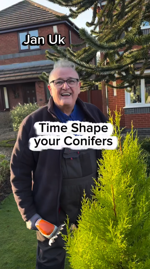 Time to shape your conifers