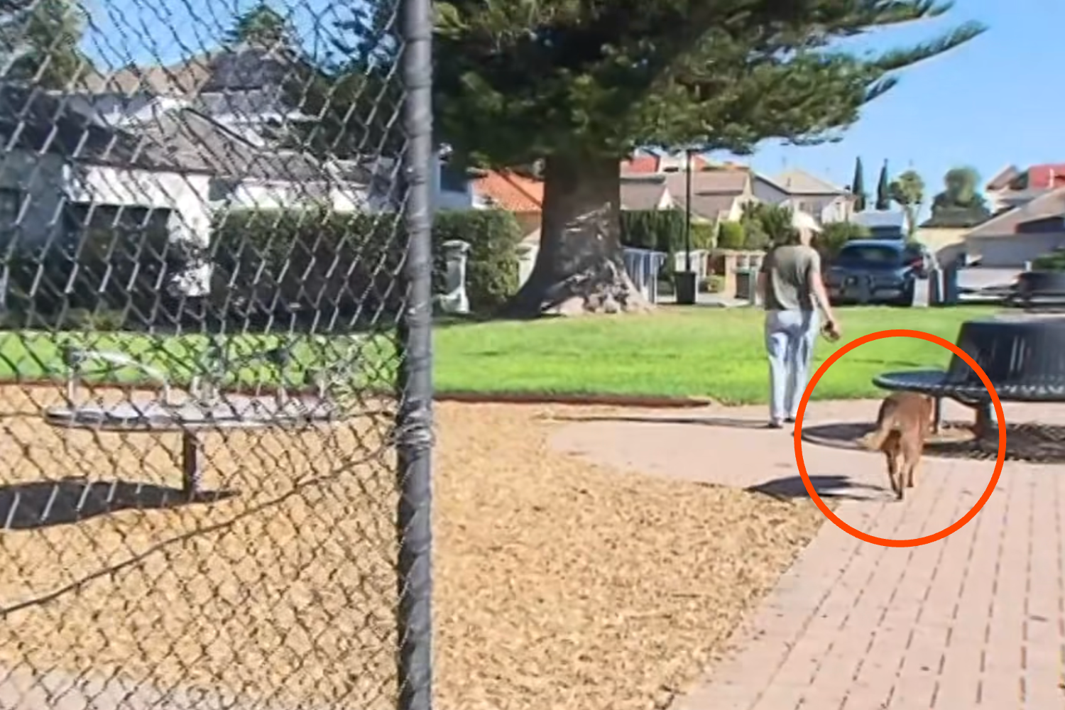 Aussie council's proposed new dog rule divides residents: 'Let them off'