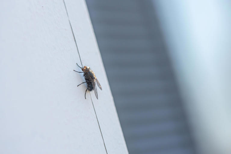 An expert says these are 10 hidden bug magnets around your house