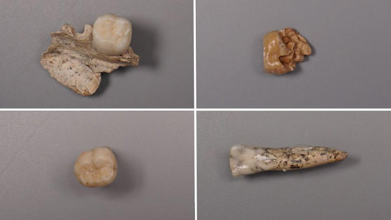 What proteins in prehistoric teeth reveal about Stone Age sex between ...