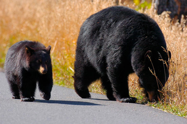 Popular national park closes trails after several 'aggressive' bear ...