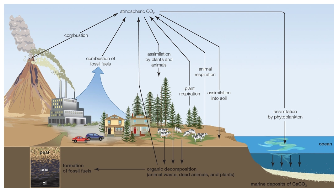 Polish scientists decode marine snow collisions shaping carbon cycle
