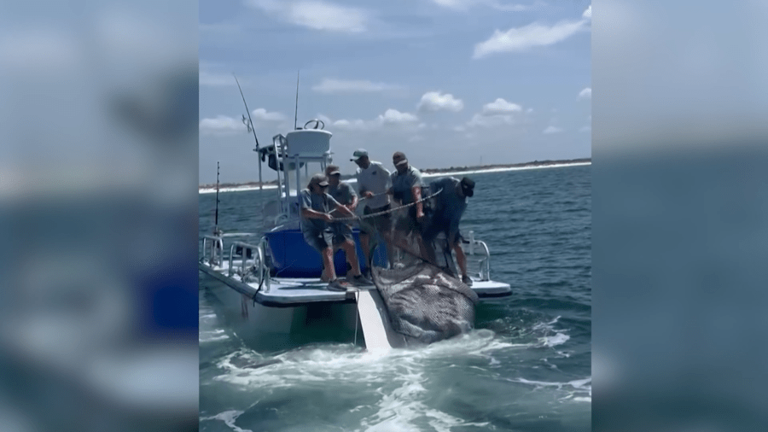 FWC approves new rules for capturing manta rays
