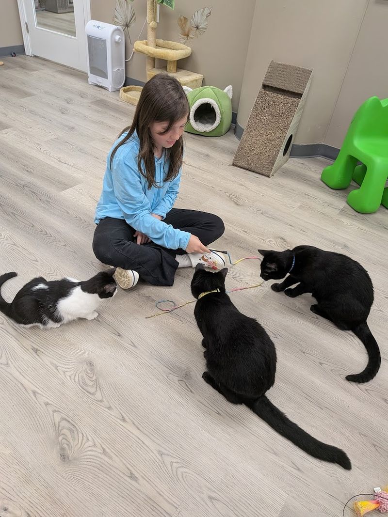 This West Virginia café serves coffee with a side of purrs and cozy cat ...