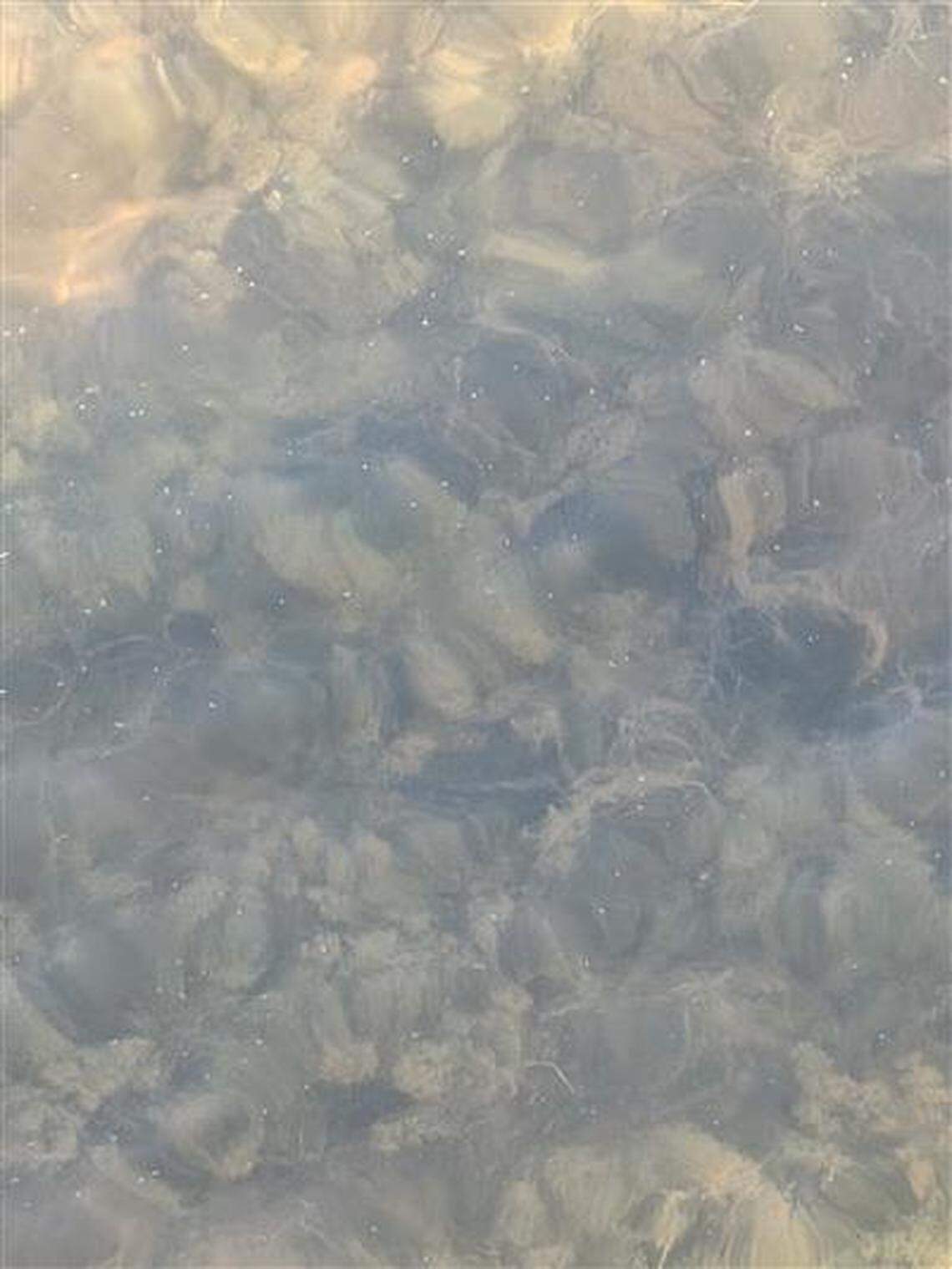 Duke Energy: No toxic algae found at Lake Norman site where state said ...