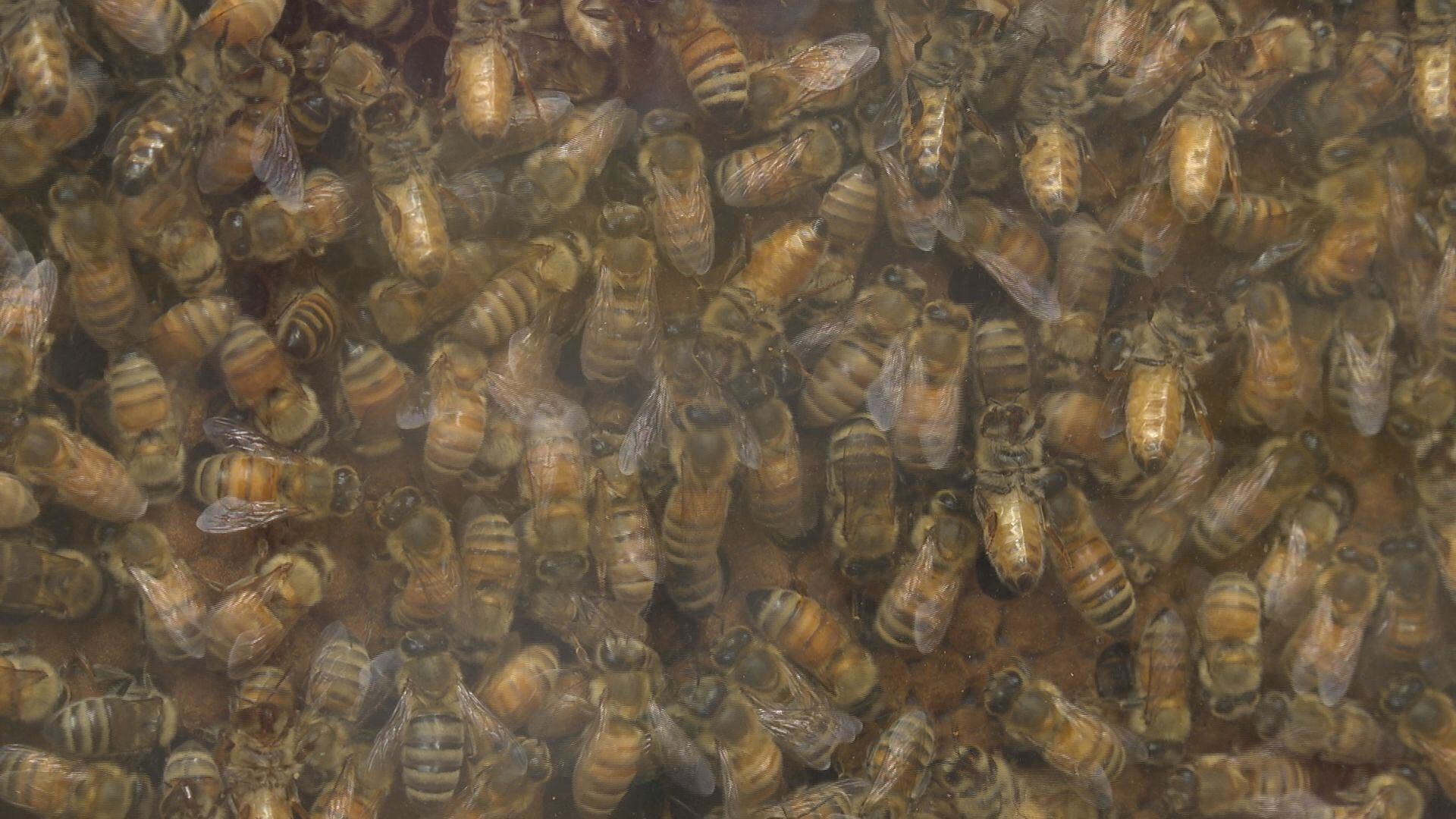 Bee populations higher this spring for honey farm