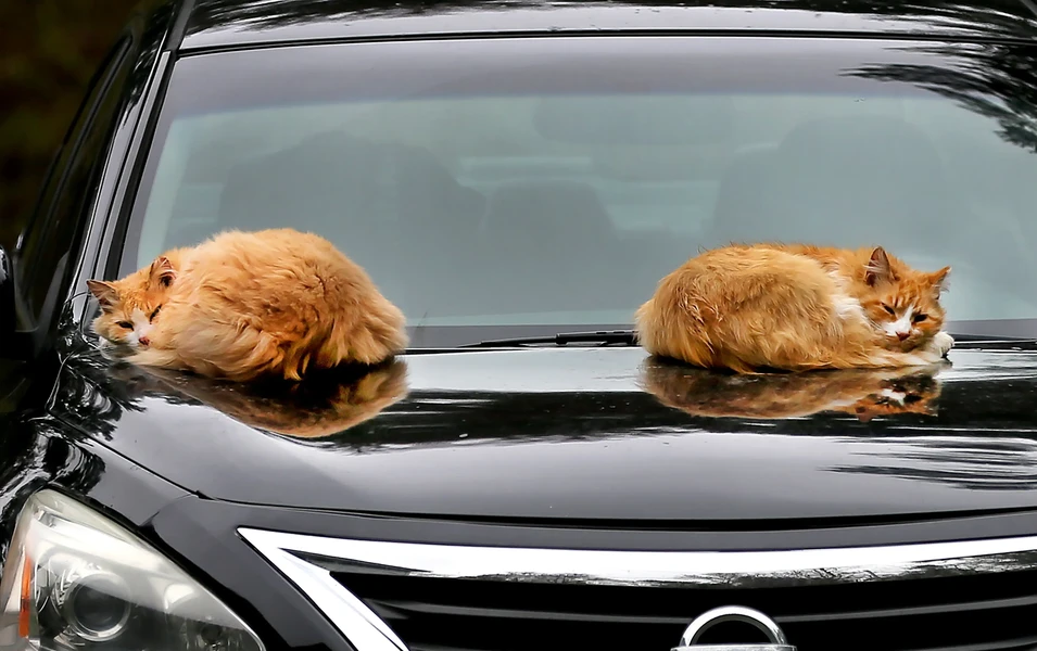 Decode your cat’s secret sleep life
