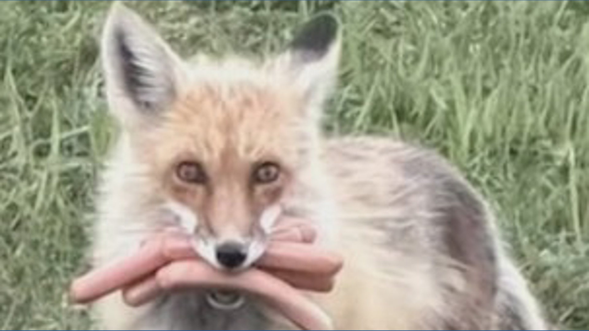 Sly fox steals a mouthful of hotdogs