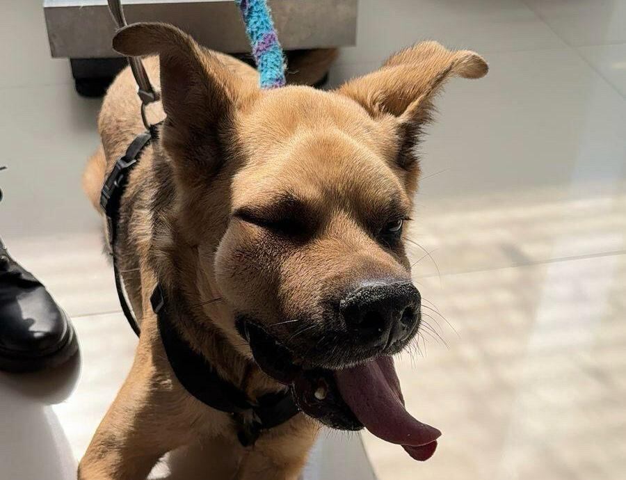 Mateo, el perrito abandonado que lucha por sobrevivir: “Su único error ...