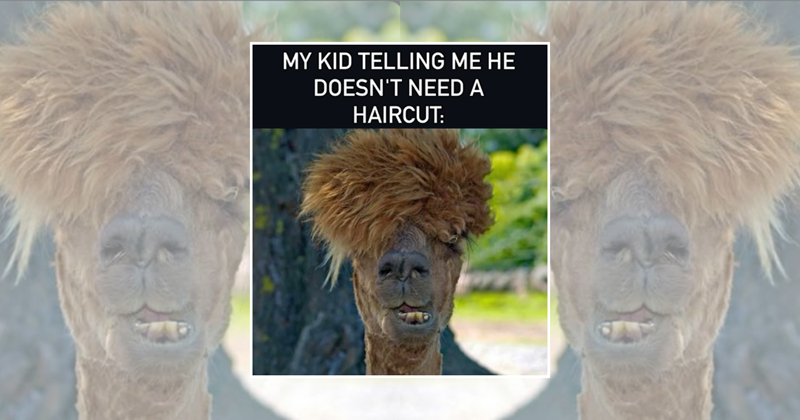 23 long-necked llama drama memes trotting into the internet uninvited